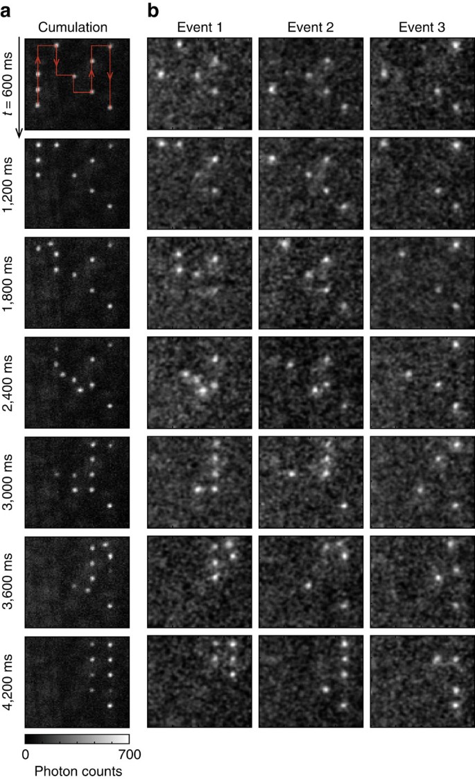 In situ single-atom array synthesis using dynamic holographic optical ...