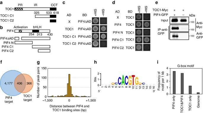 TOC1–PIF4 interaction mediates the circadian gating of thermoresponsive ...