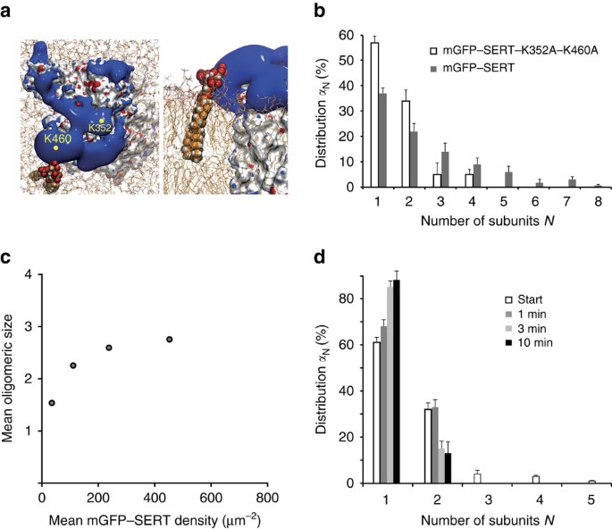 Direct PIP 2 binding mediates stable oligomer formation of the ...