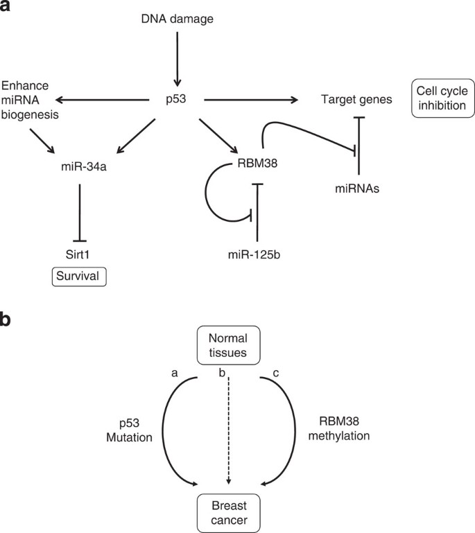 Selective inhibition of microRNA accessibility by RBM38 is required for ...