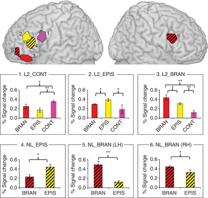 Two principles of organization in the prefrontal cortex are cognitive ...