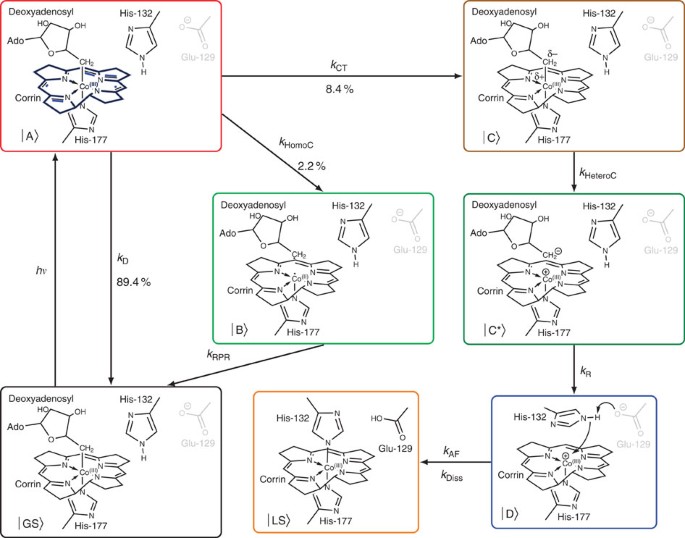 The photochemical mechanism of a B 12 -dependent photoreceptor protein ...