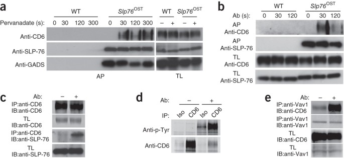 Quantitative proteomics analysis of signalosome dynamics in primary T ...