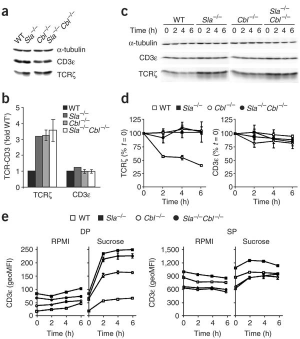 Src-like adaptor protein regulates TCR expression on thymocytes by ...