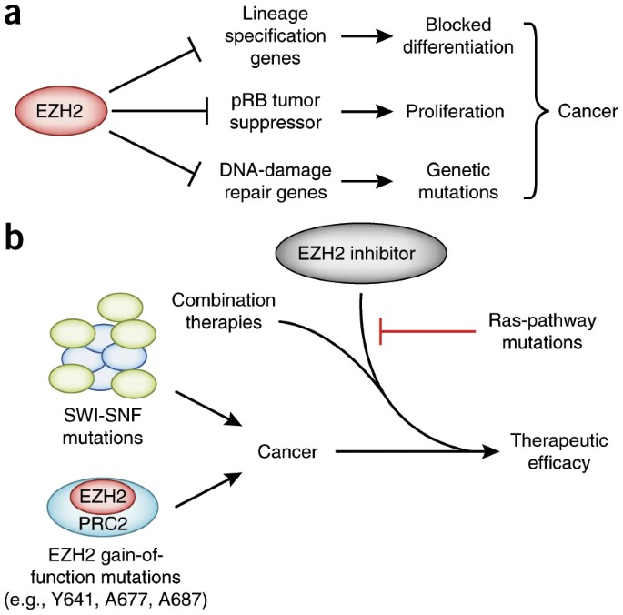 Targeting EZH2 in cancer | Nature Medicine