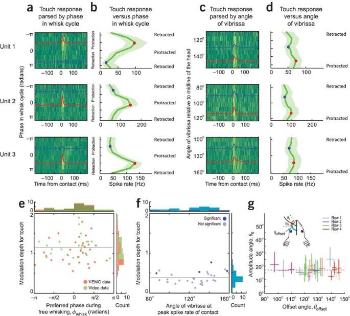 Phase-to-rate transformations encode touch in cortical neurons of a scanning sensorimotor system ...