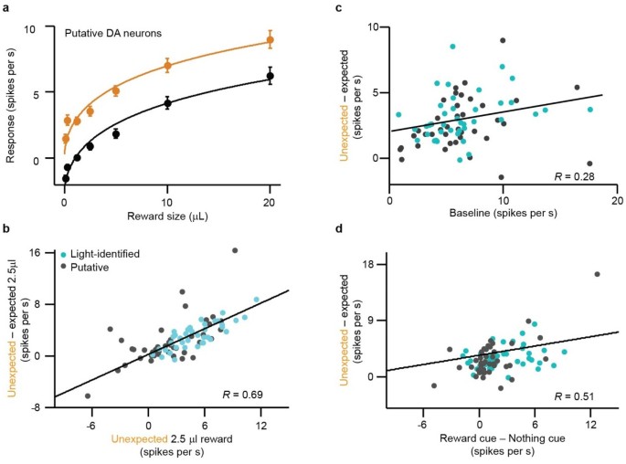 Dopamine neurons share common response function for reward prediction ...