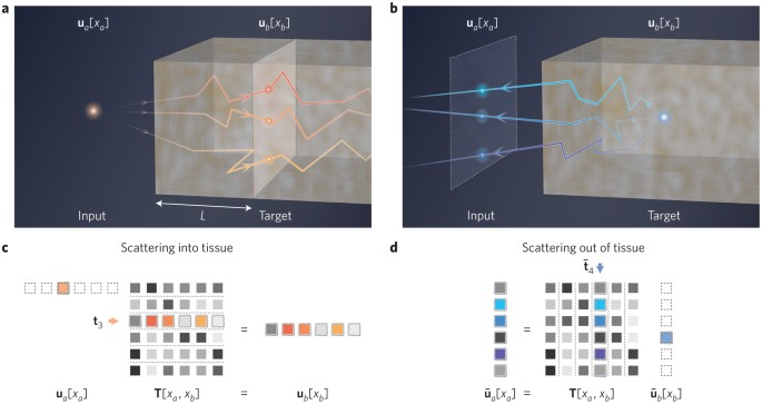 Guidestar-assisted wavefront-shaping methods for focusing light into ...