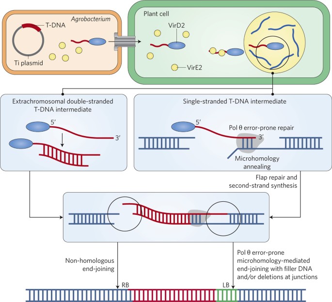 T-DNA integration: Pol θ controls T-DNA integration | Nature Plants