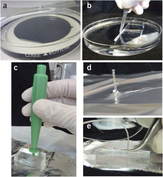 Fusion of single proteoliposomes with planar, cushioned bilayers in ...