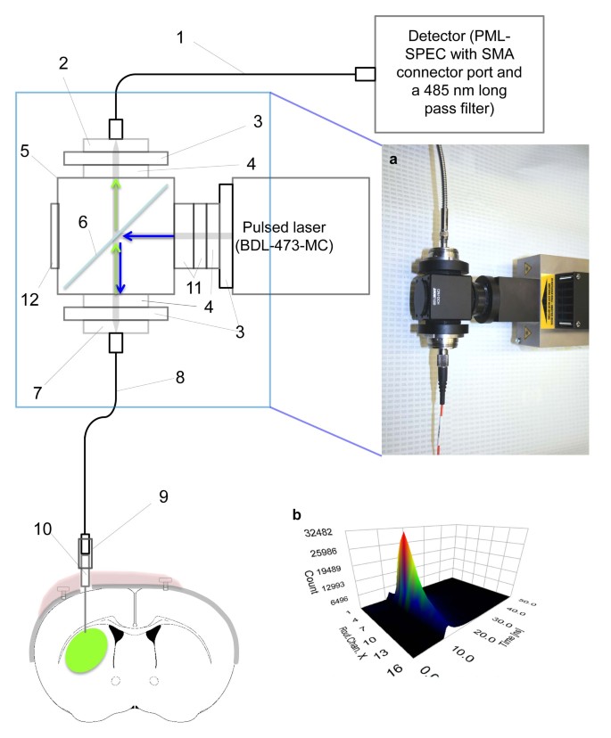 Deep brain optical measurements of cell type–specific neural activity ...