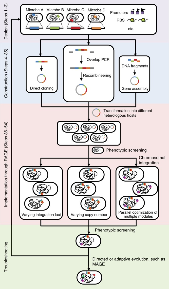 Engineering complex biological systems in bacteria through recombinase ...