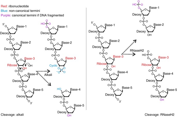 Mapping ribonucleotides in genomic DNA and exploring replication ...