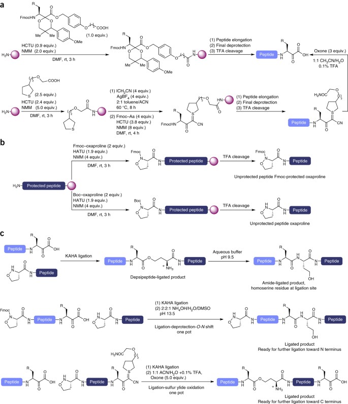 Protein chemical synthesis by α-ketoacid–hydroxylamine ligation ...