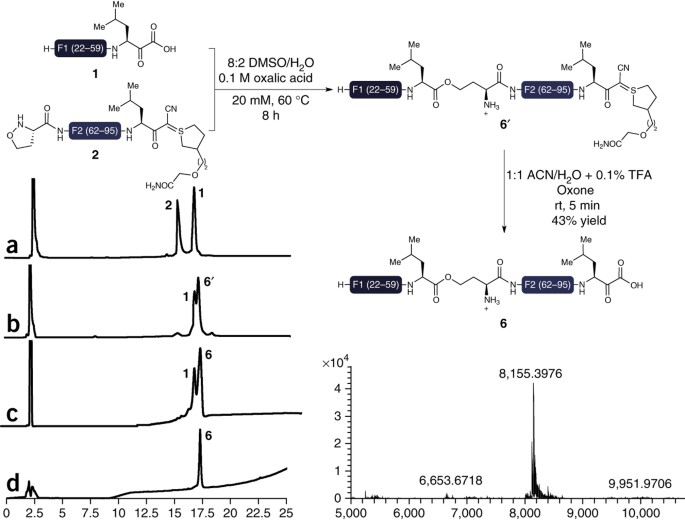 Protein chemical synthesis by α-ketoacid–hydroxylamine ligation ...