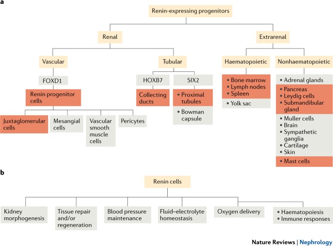 Renin cells in homeostasis, regeneration and immune defence mechanisms ...
