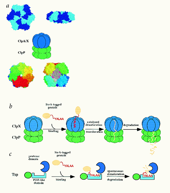 The SsrA–SmpB system for protein tagging, directed degradation and ...