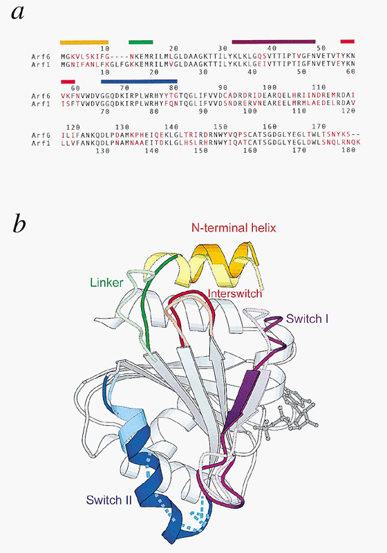 Structure of Arf6–GDP suggests a basis for guanine nucleotide exchange ...