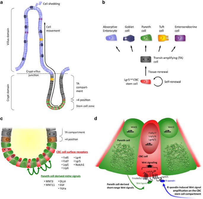 Lgr5 and Lgr6 as markers to study adult stem cell roles in self-renewal ...