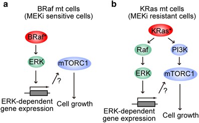 mTORC1 upregulation via ERK-dependent gene expression change confers ...