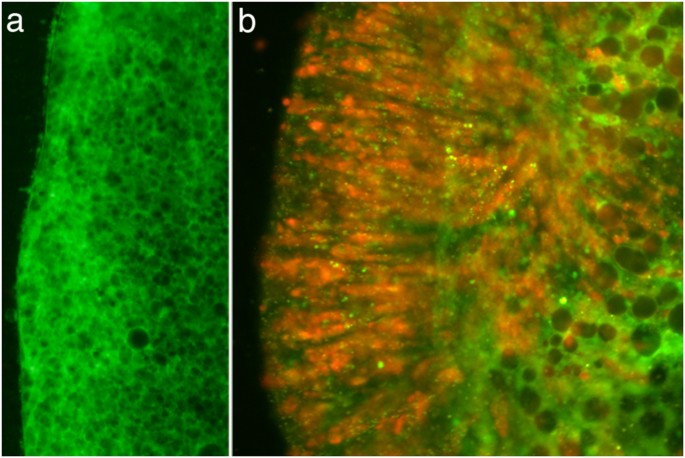 Deciphering the nature of the coral– Chromera association | The ISME ...