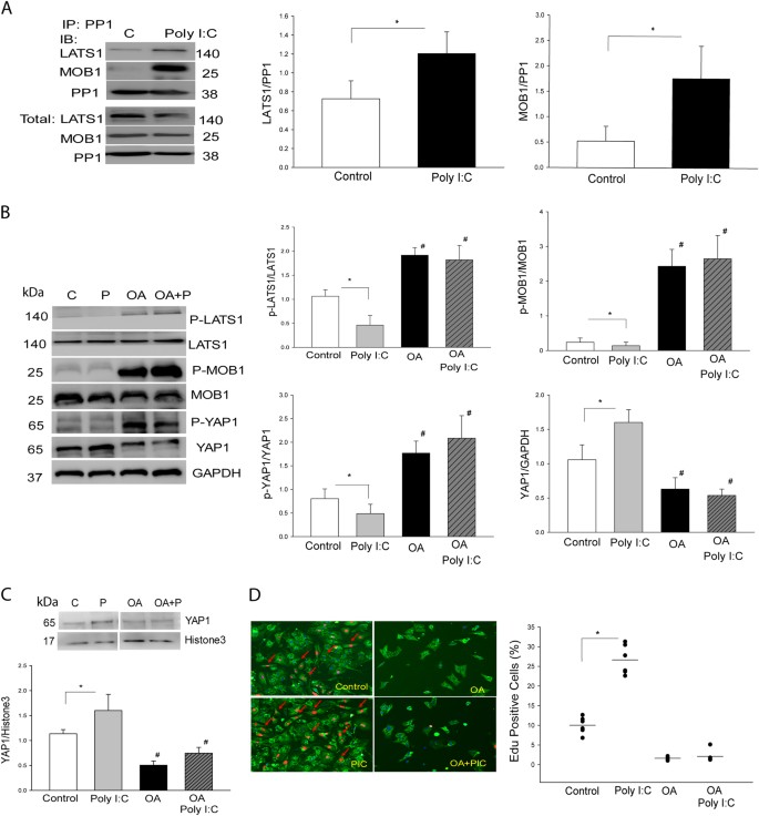 TLR3 Mediates Repair and Regeneration of Damaged Neonatal Heart through ...