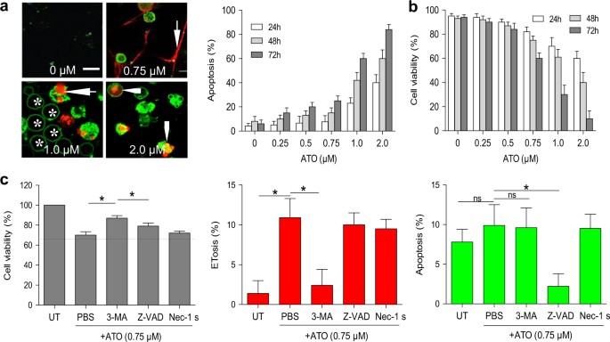 Arsenic trioxide promoting ETosis in acute promyelocytic leukemia ...