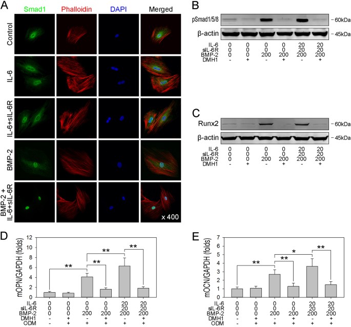 IL-6 potentiates BMP-2-induced osteogenesis and adipogenesis via two ...