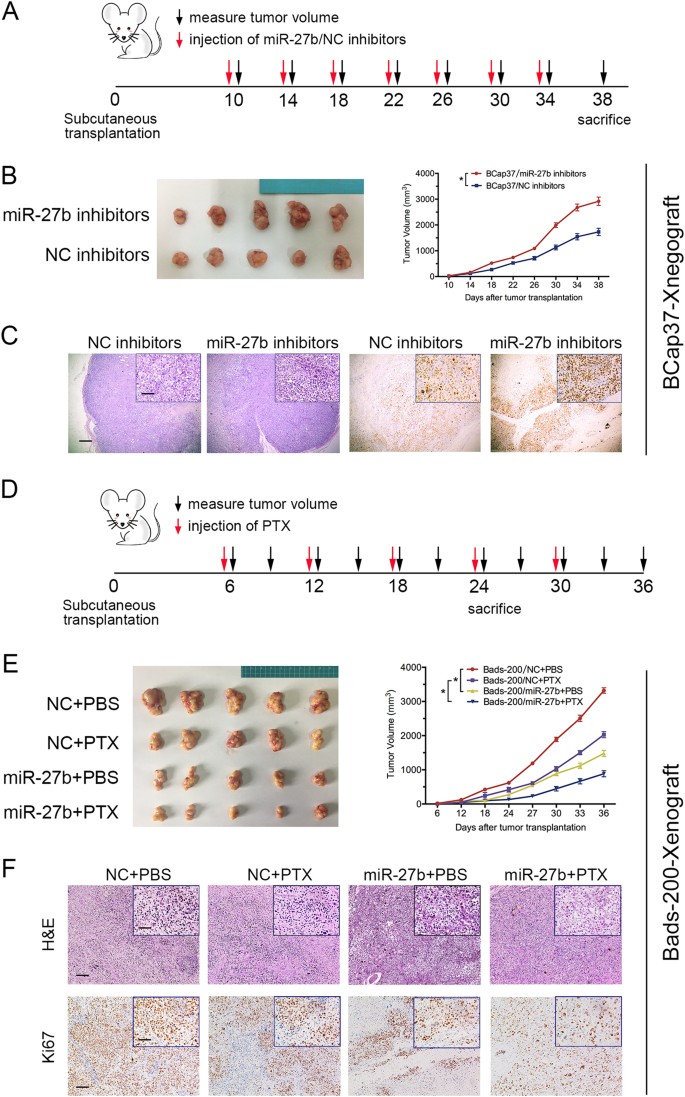 miR-27b-3p inhibits proliferation and potentially reverses multi ...