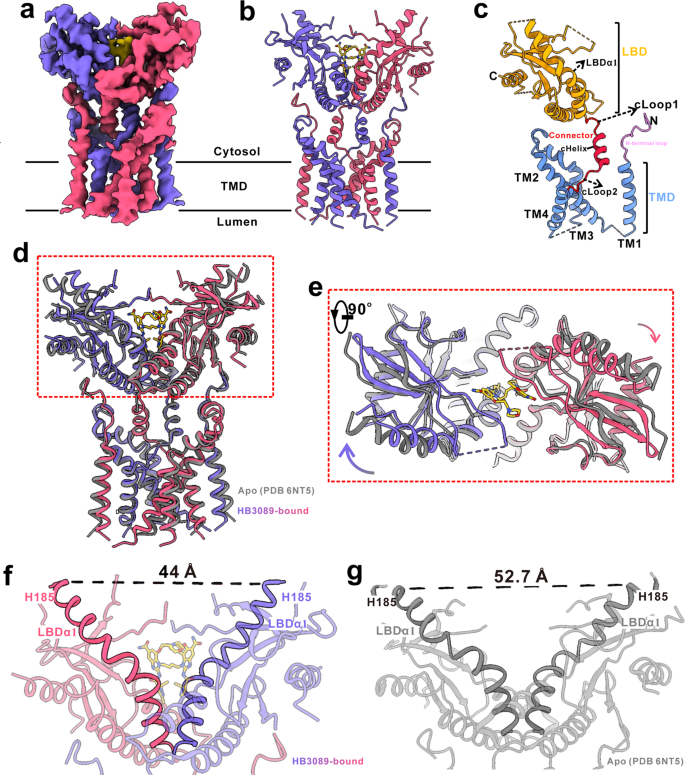 Structural insights into a shared mechanism of human STING activation ...