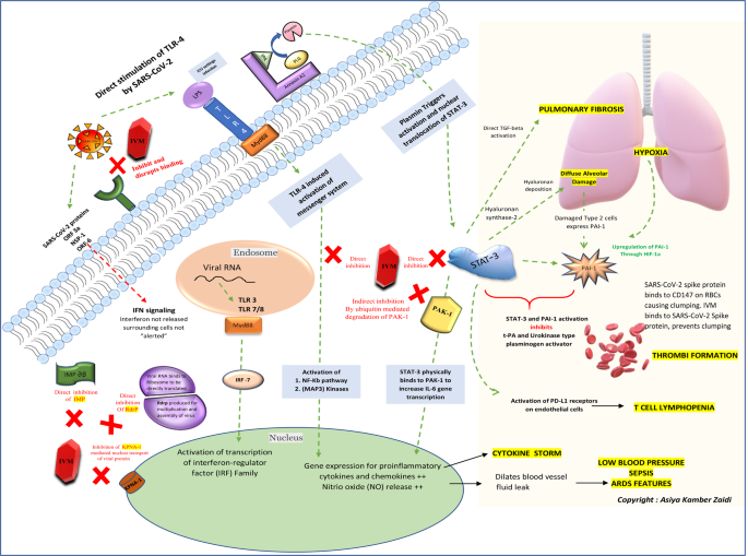 The mechanisms of action of Ivermectin against SARS-CoV-2: An evidence-based clinical review ...