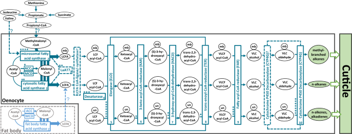 Advances in deciphering the genetic basis of insect cuticular ...