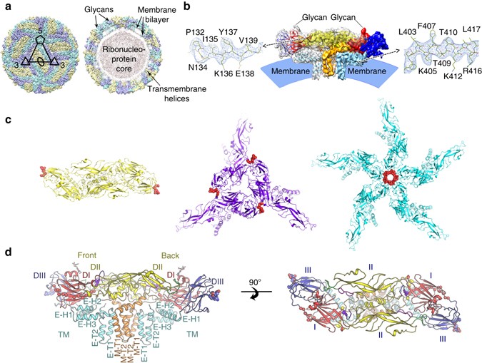 Near-atomic structure of Japanese encephalitis virus reveals critical ...
