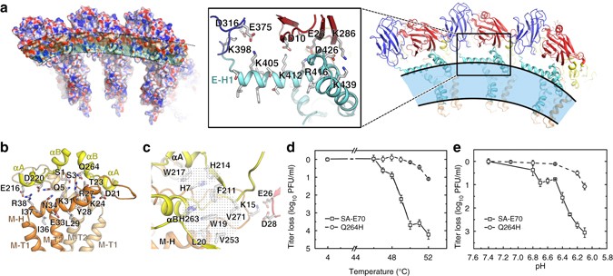 Near-atomic structure of Japanese encephalitis virus reveals critical ...