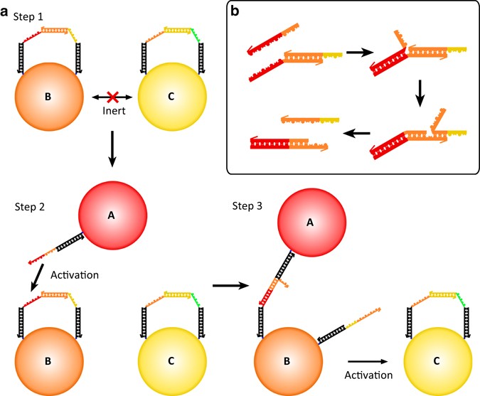 Sequential self-assembly of DNA functionalized droplets | Nature ...