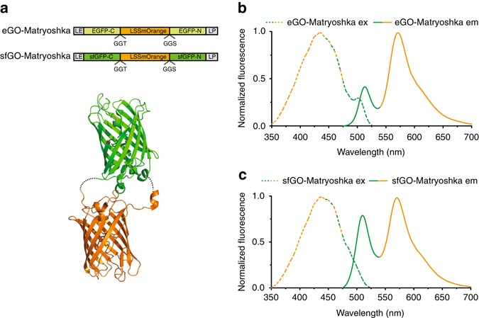 Ratiometric Matryoshka biosensors from a nested cassette of green- and ...