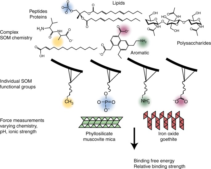 Developing a molecular picture of soil organic matter–mineral ...