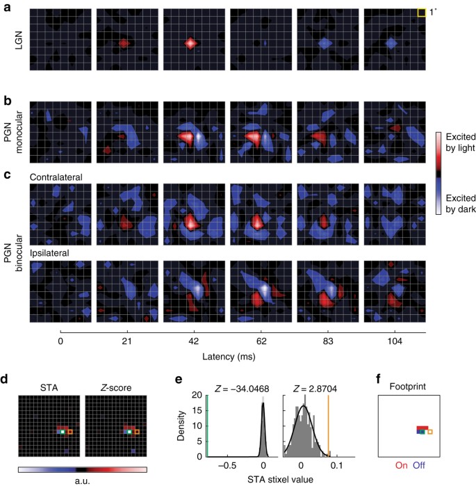 Spatial scale of receptive fields in the visual sector of the cat thalamic reticular nucleus ...