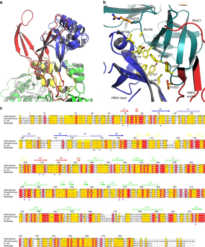 Molecular architecture of the PBP2–MreC core bacterial cell wall ...