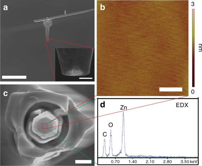 Direction-specific interaction forces underlying zinc oxide crystal ...