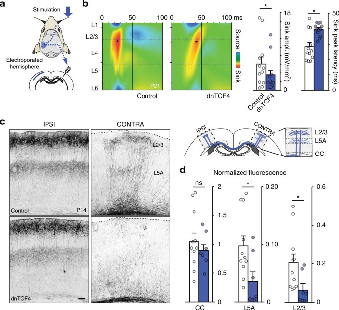 Perturbed Wnt signaling leads to neuronal migration delay, altered ...