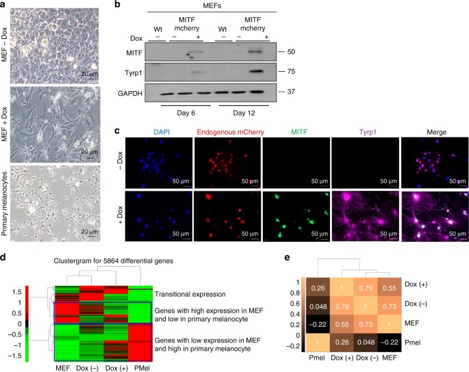 OCT4 impedes cell fate redirection by the melanocyte lineage master ...