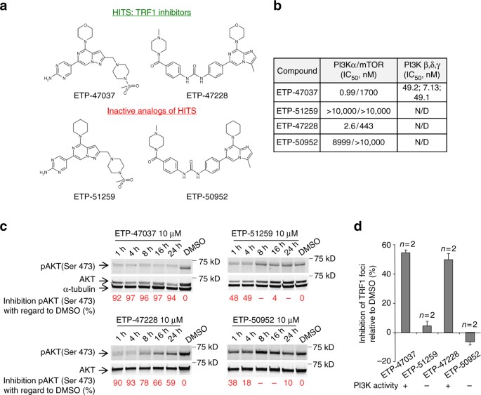 Modulation of telomere protection by the PI3K/AKT pathway | Nature ...