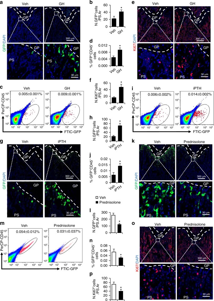 Programmed cell senescence in skeleton during late puberty | Nature ...