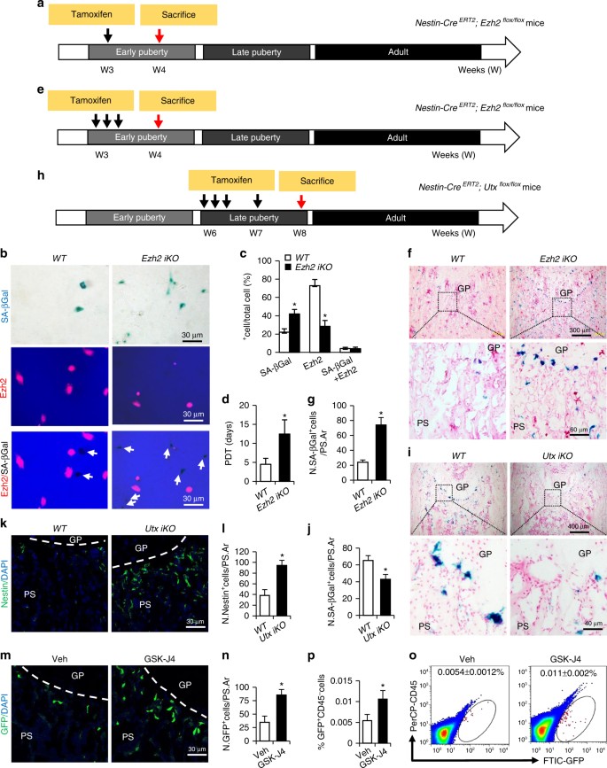 Programmed cell senescence in skeleton during late puberty | Nature ...
