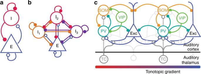 Progress and challenges for understanding the function of cortical ...
