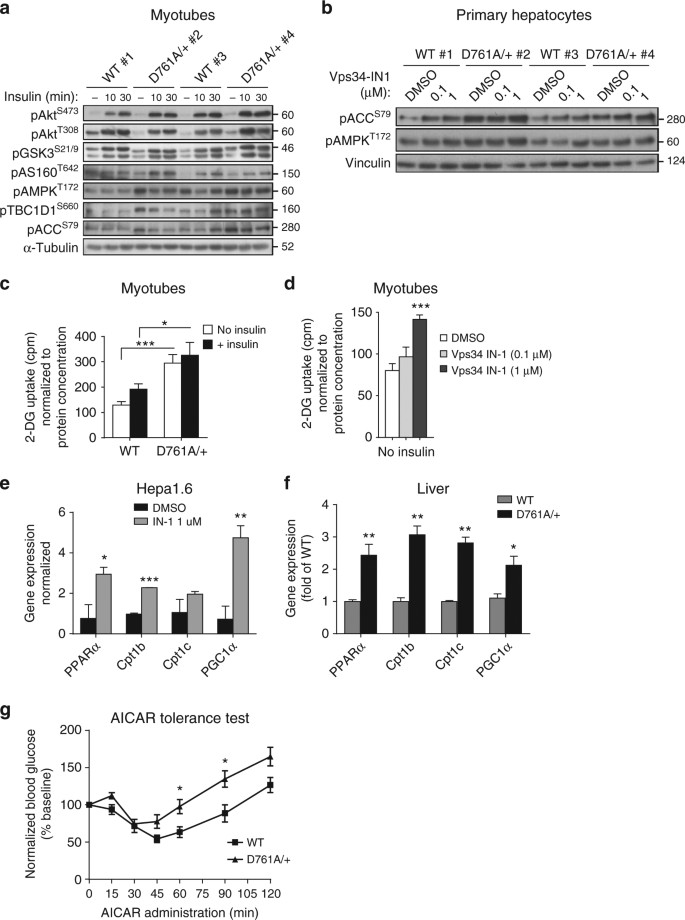 Vps34 PI 3-kinase inactivation enhances insulin sensitivity through ...