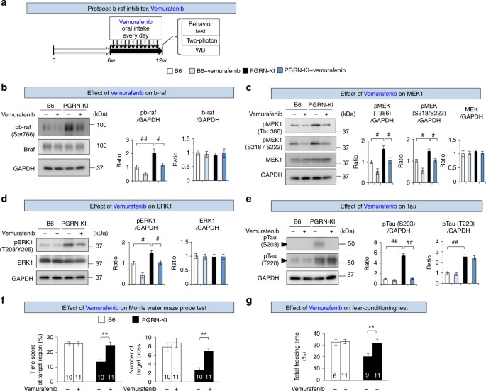 Targeting Tyro3 ameliorates a model of PGRN-mutant FTLD-TDP via tau ...