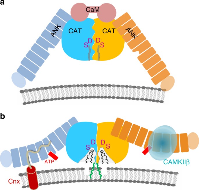 The structure of iPLA 2 β reveals dimeric active sites and suggests ...