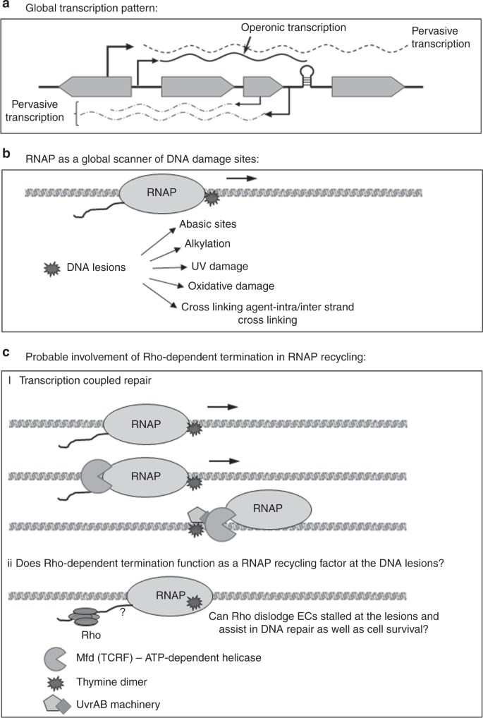 Rho-dependent transcription termination in bacteria recycles RNA ...